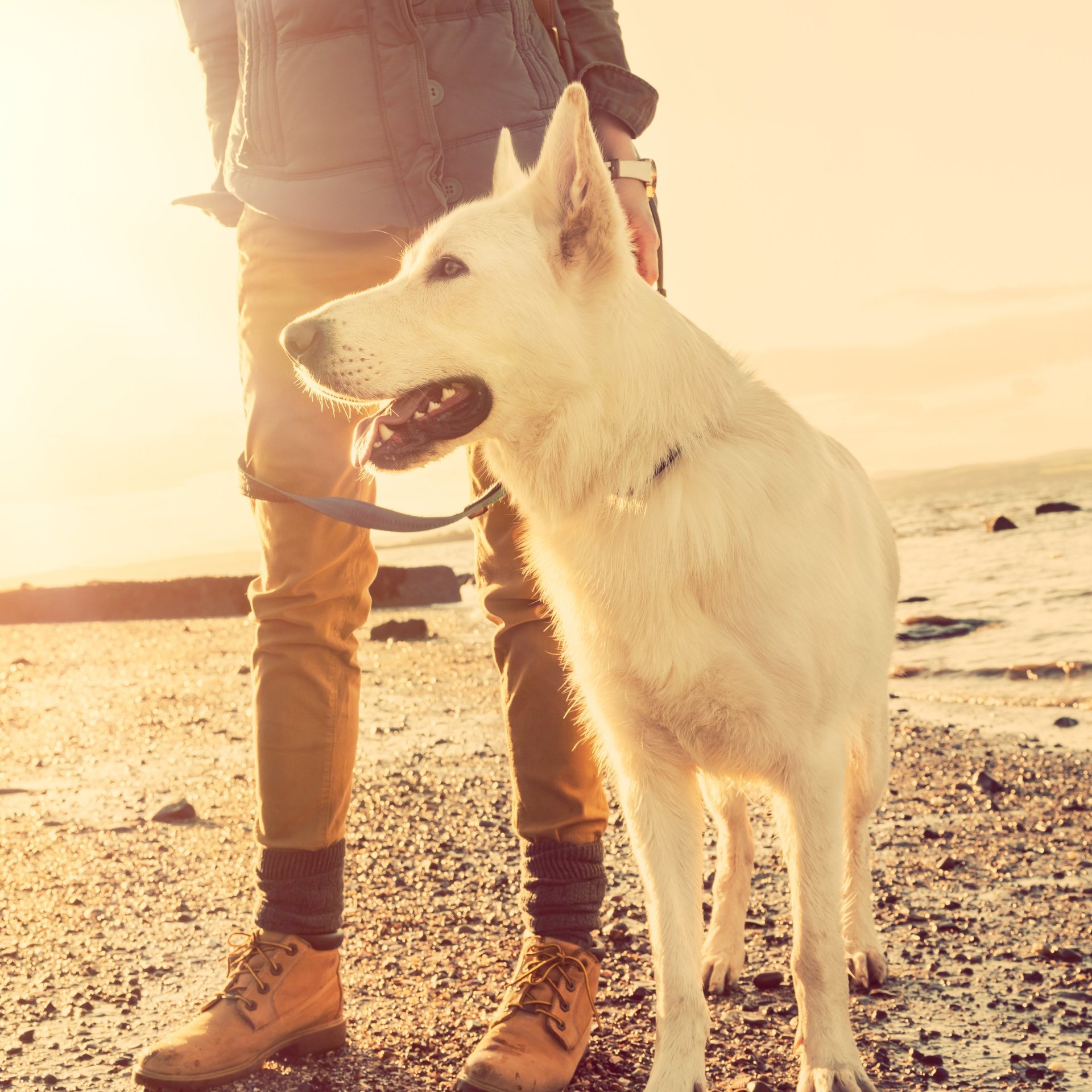 Become a walker with Hooman On Demand's dog walking app
