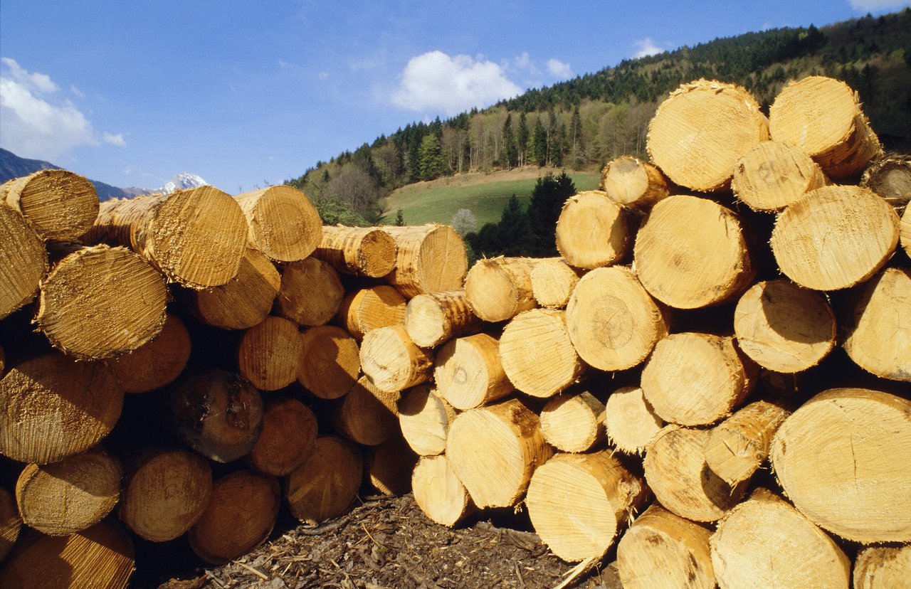 Tree Removal Prices